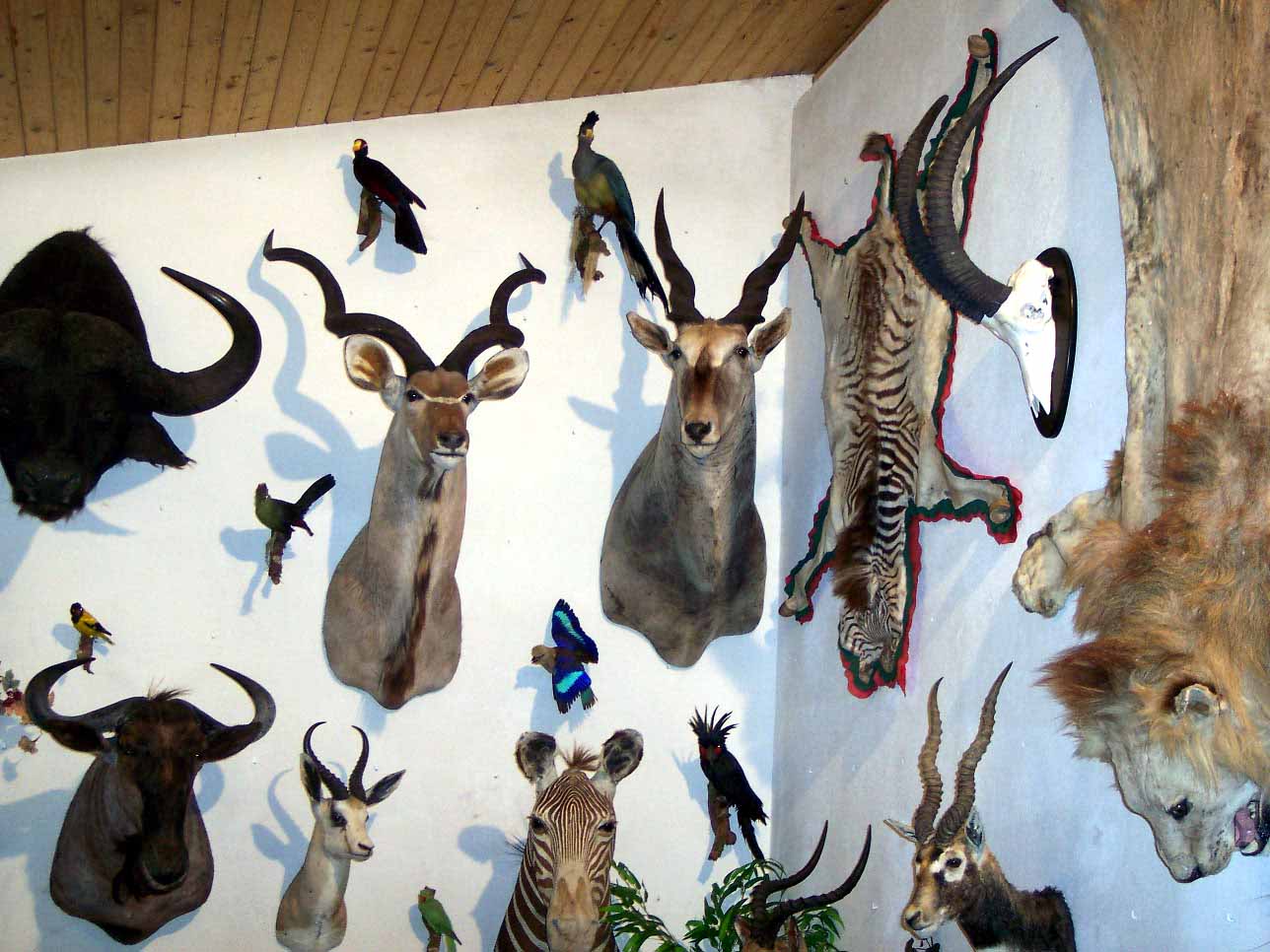 Salzkammergut Tierweltmuseum, 4812 Pinsdorf - Information, Anfahrt ...